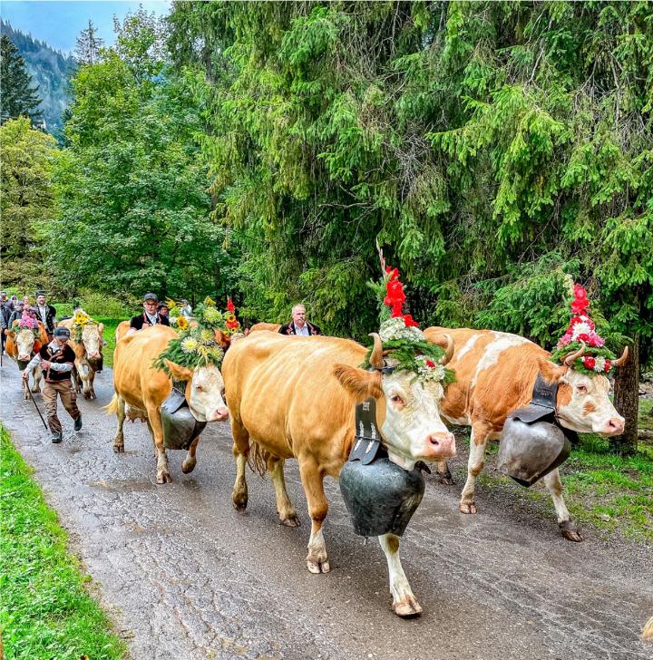 BLICKPUNKT – Ein kühler, aber bunter Alpabzug