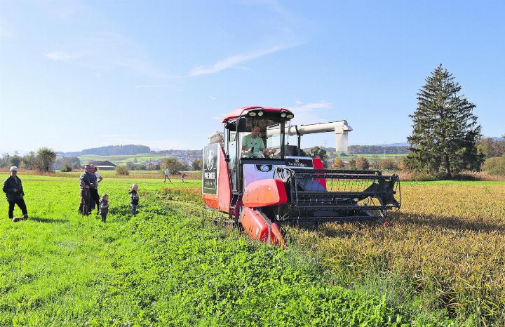 Grosse Freude über erste Mühlauer Reisernte