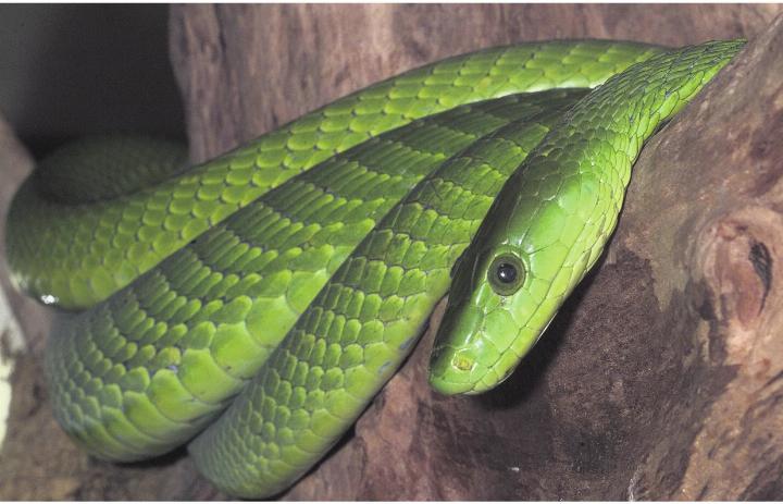 Die Welt der Reptilien im Emmen Center