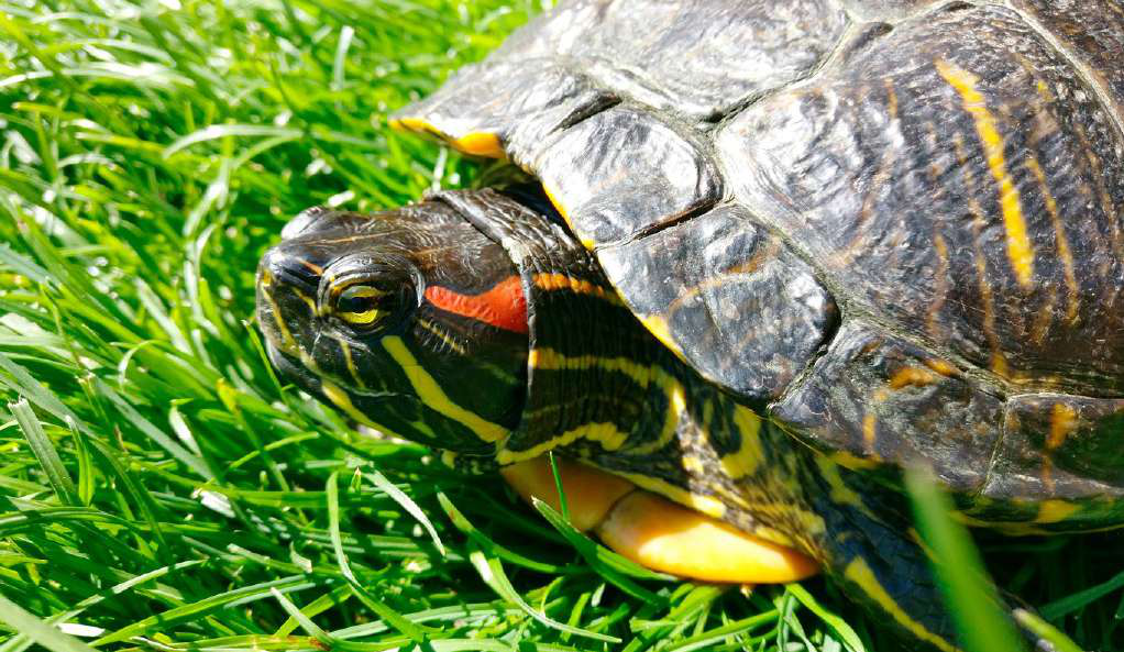 Vermeintliche «Freiheit» mit Folgen